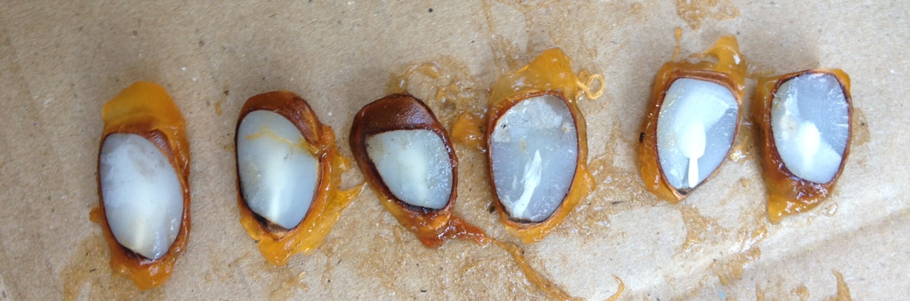 Persimmon Test to Predict Winter - Bellefontaine Cemetery